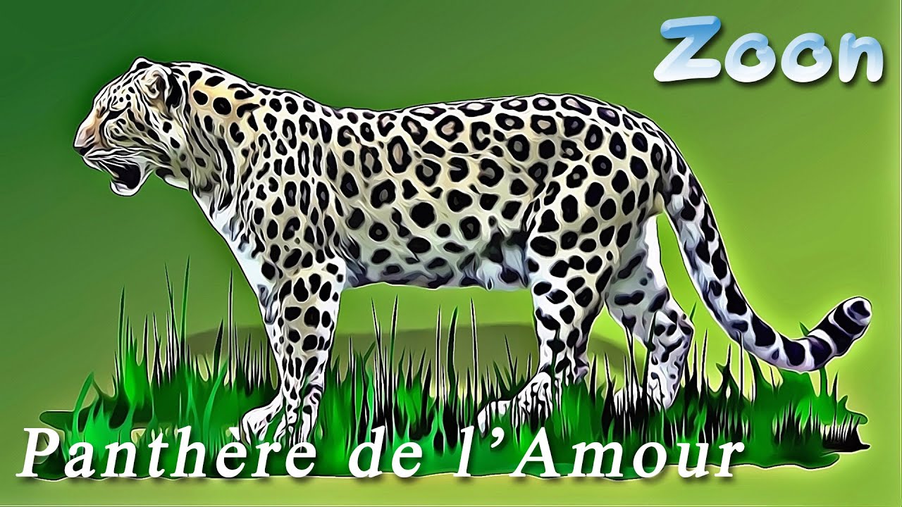 Le Léopard de l'Amour - The Amur leopard - YouTube