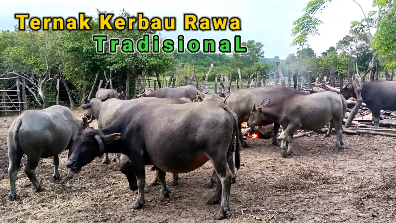 KESEDERHANAAN TERNAK KERBAU RAWA TRADISIONAL - YouTube