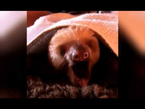 'Singing' sloth belts out 'I Will Always Love You' - YouTube