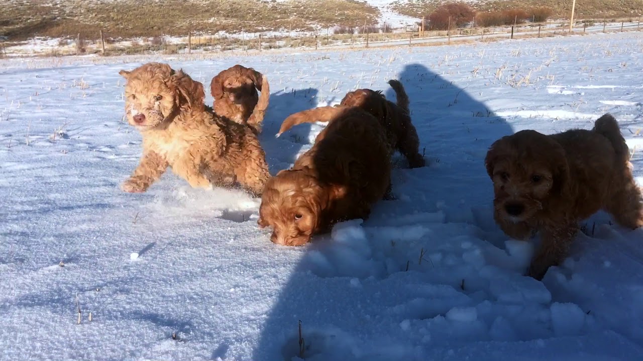 Labradoodle puppies in Colorado - YouTube