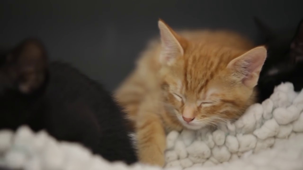 Blue Cross Animal Rescue - Visiting Cleo - YouTube