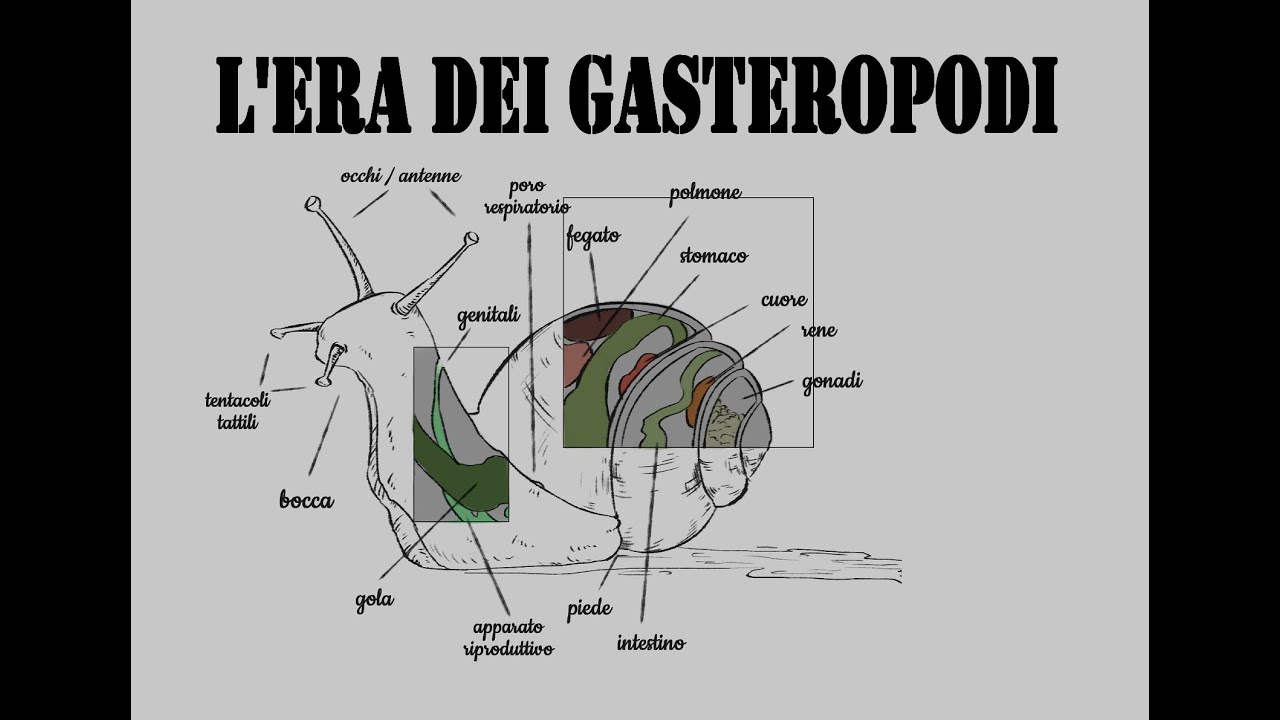 Usi medici Gasteropodi - LA MIRACOLOSA BAVA DI LUMACA!!! - YouTube