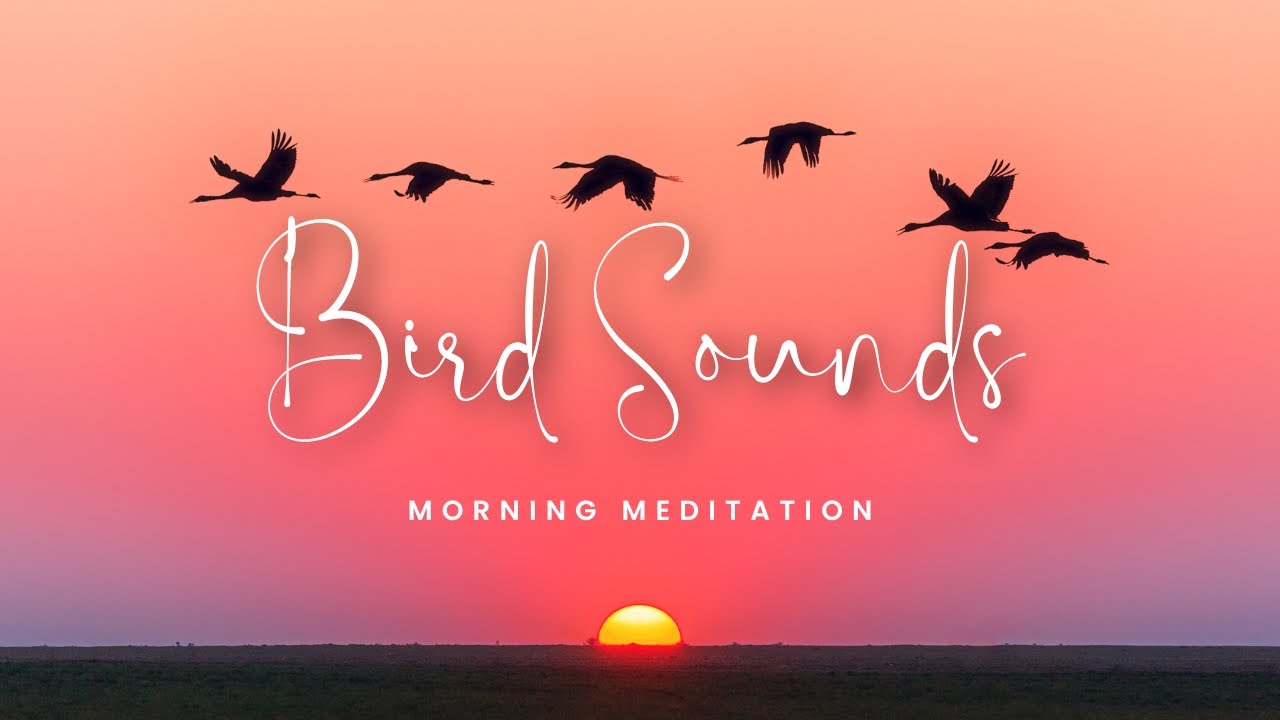 Bird Sounds: Short Morning Meditation - YouTube