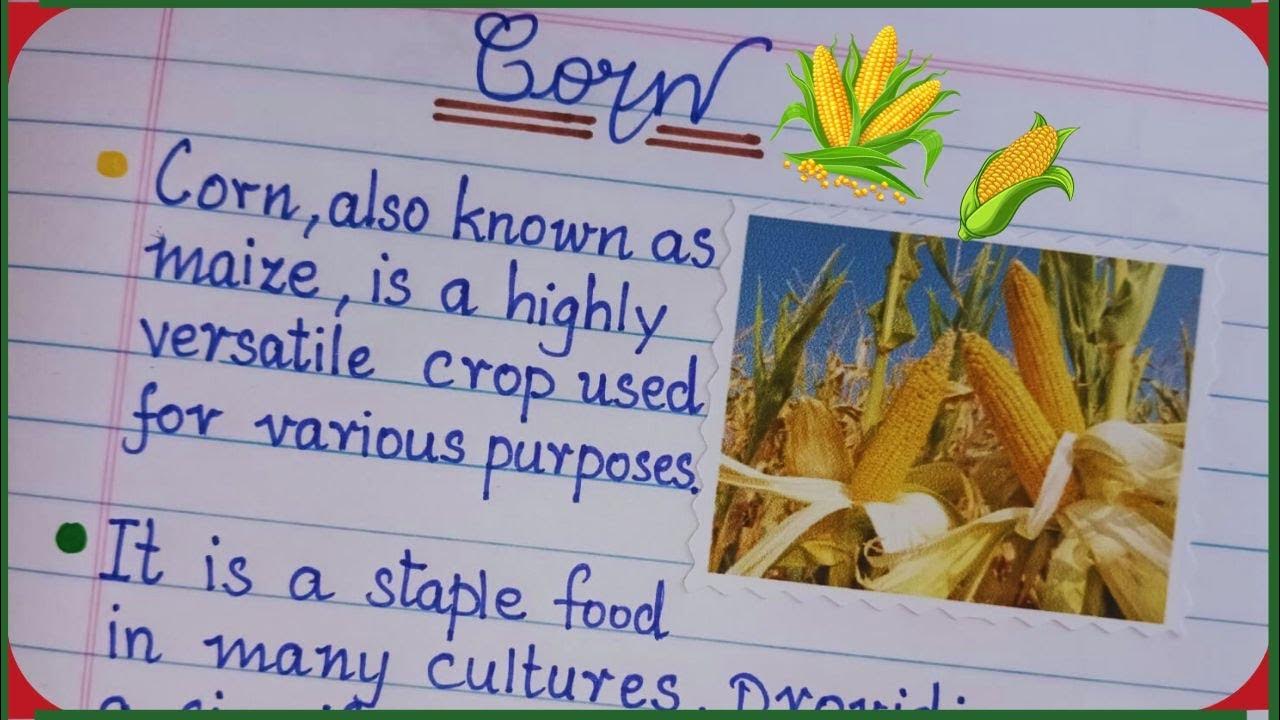5 Lines Essay on Corn (Maize) Vegetable | Yummy! Corn Essay in English ...