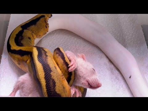 🐍💥🐀Feeding Baby Ball Pythons: Live Action🐍 - YouTube