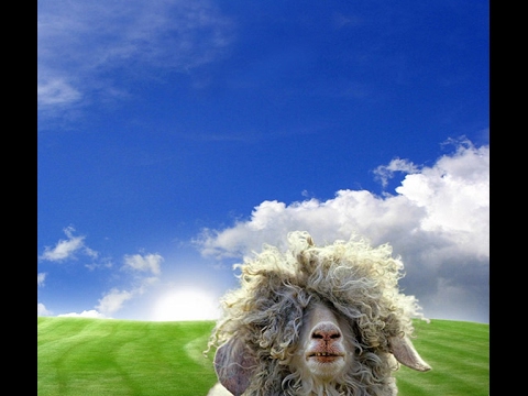 Oh Sheep