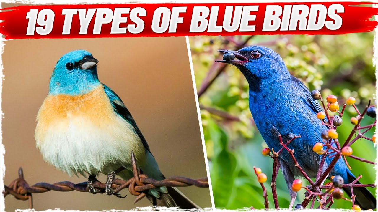 19 Types of Blue Birds (with Pictures) - YouTube