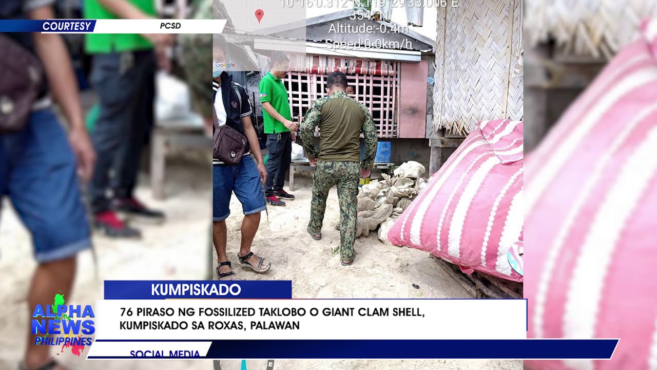 76 piraso ng fossilized taklobo o giant clam shell, nakumpiska sa Roxas ...