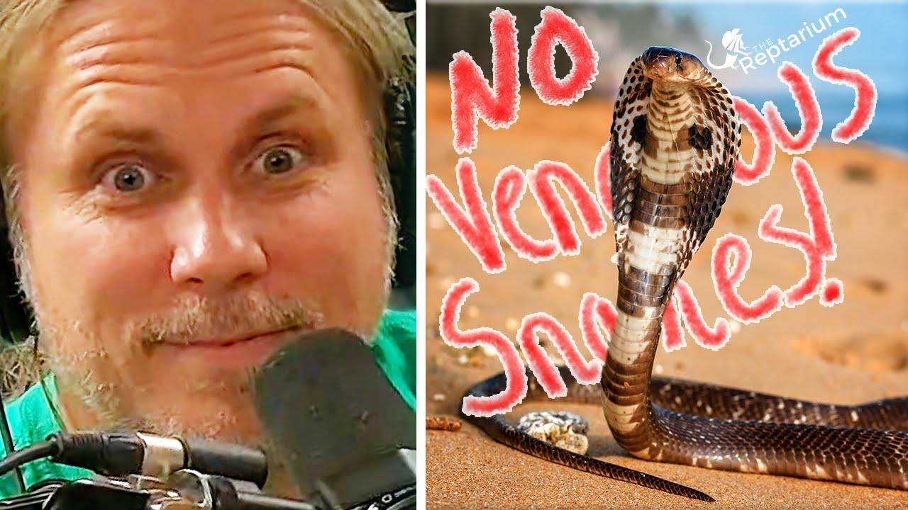 Why Brian Barczyk Can’t Keep Venomous Snakes in his Zoo - YouTube
