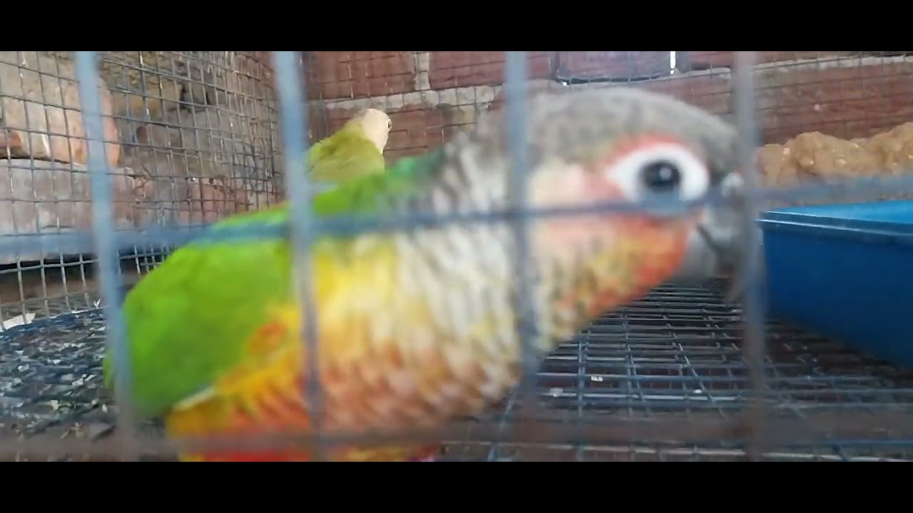 full birds aviary visit #akbirdsaviary - YouTube
