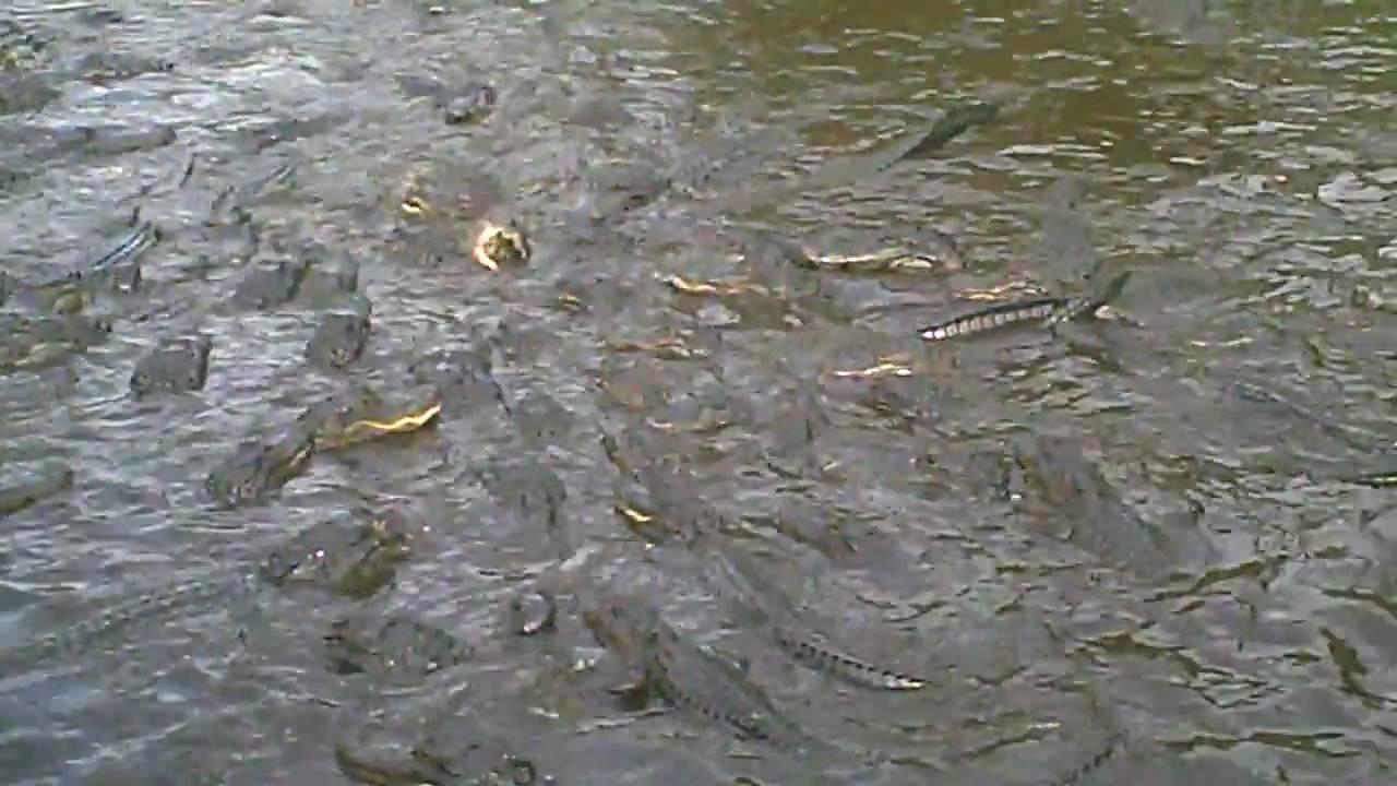 Alligator Feeding Frenzy Youtube