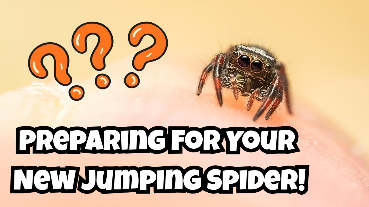 Jumping Spider Pets - Preparing For Your New Jumping Spider ...