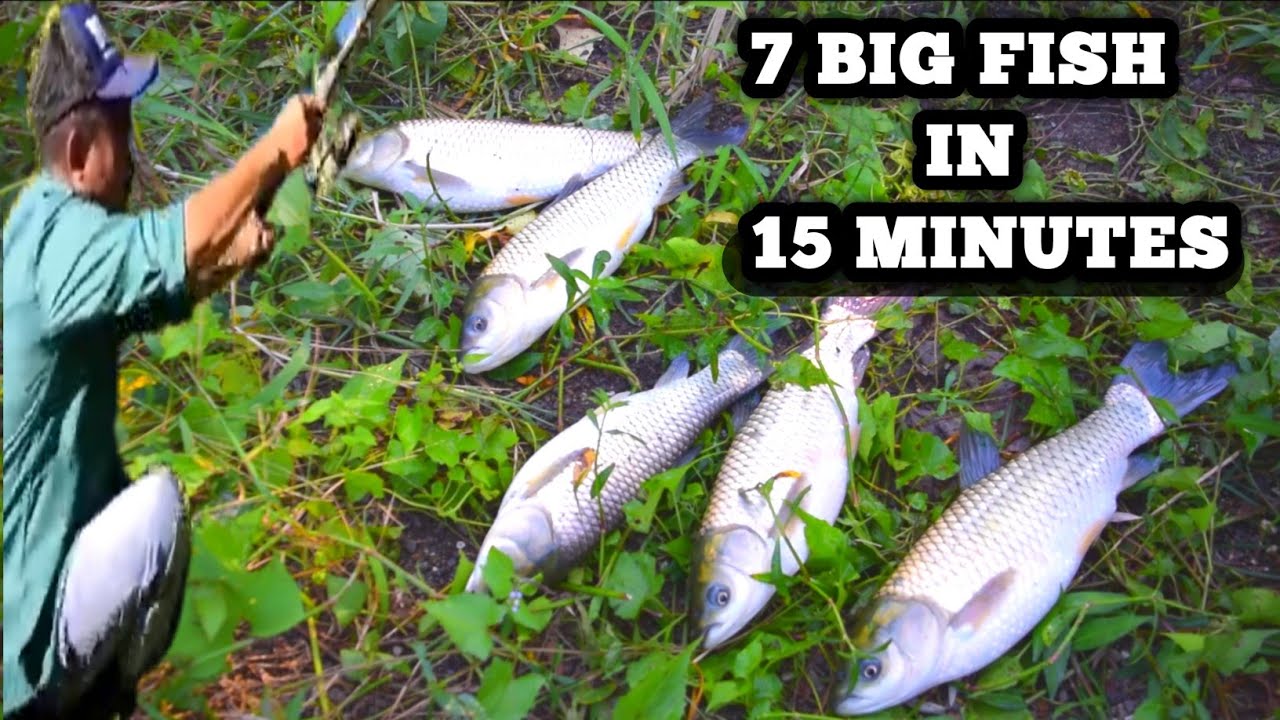 Amazing carp fishing at Kumbi(Manipur)| Khoi da Grass carp phaba ...