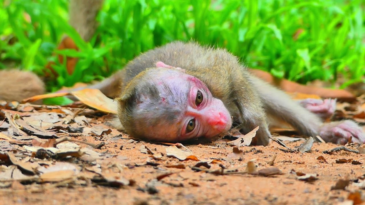 Pity poor..!! Baby abandoned monkey is sick no mom take care, He cry ...