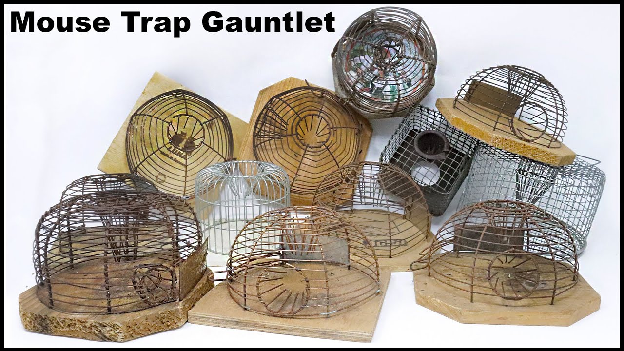 Mouse Trap Gauntlet vs. Mice In The Barn. Setting Up 12 Traps At Once ...