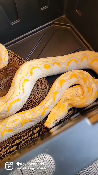 Rose & Leo looking sexy 😍🥵🔥🐍🐍🐍 #snake #snakes #reticulatedpython #reptiles #python #sexy #love ...
