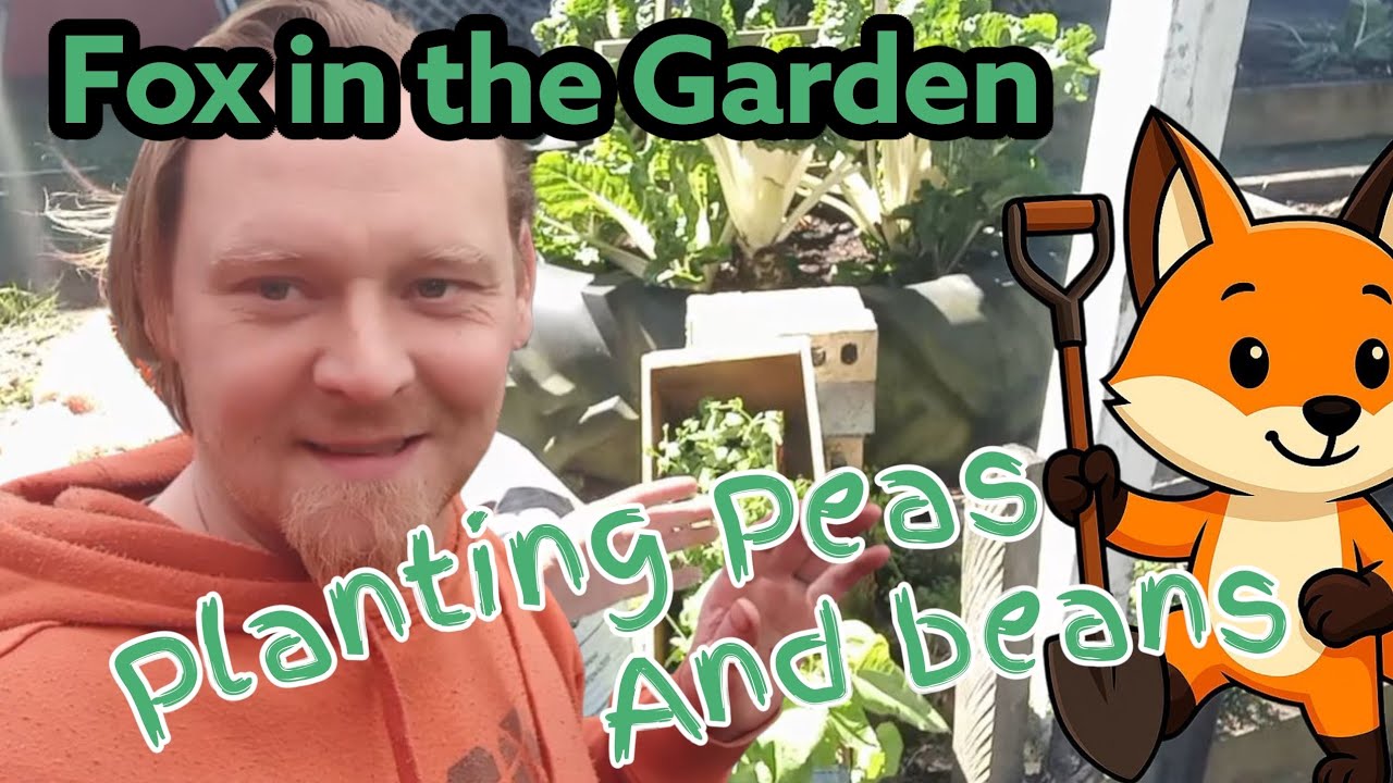 Planting Peas and Beans, Fox in the Garden #ep6 - YouTube