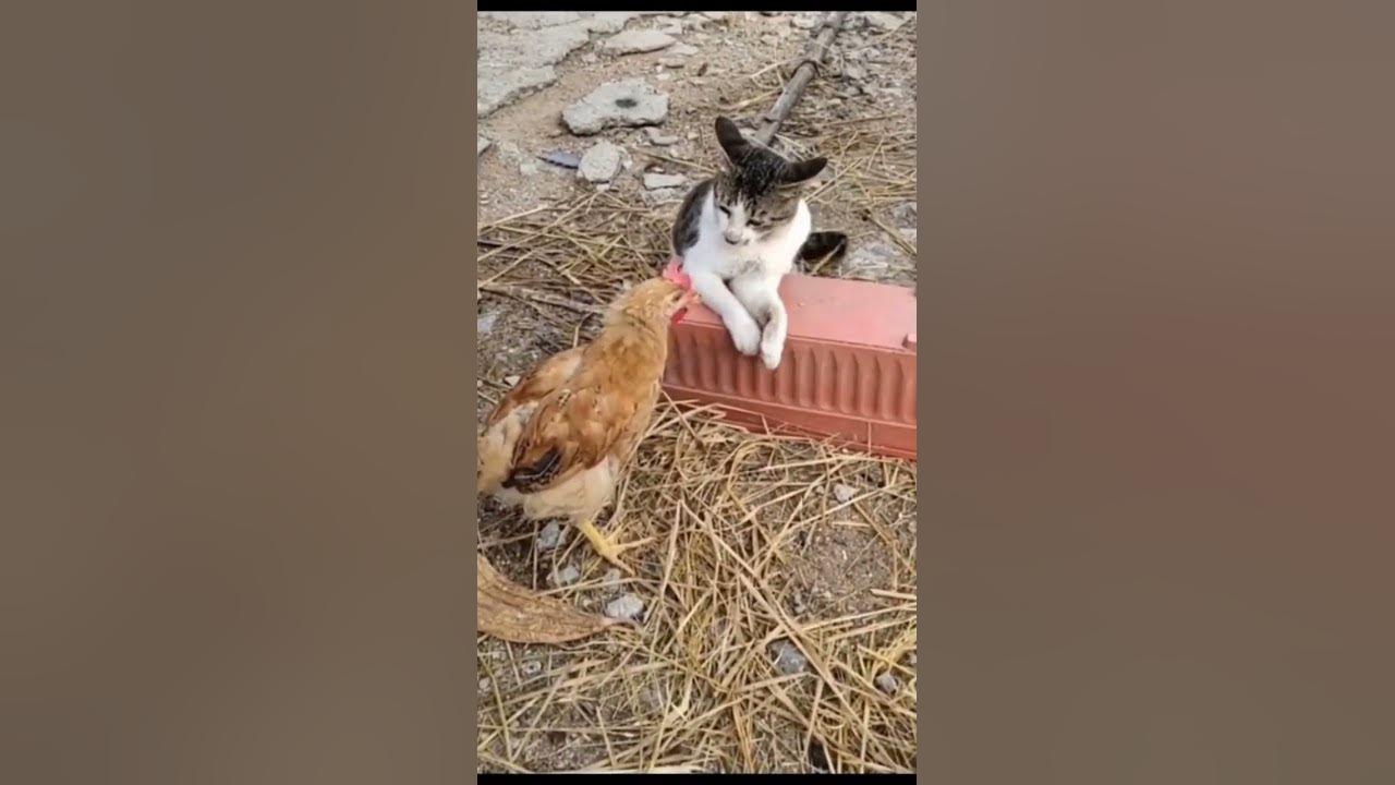 Tingkah lucu kucing dan ayam #sayangkucing #comedycat #comedy #ayam #animals #cat - YouTube