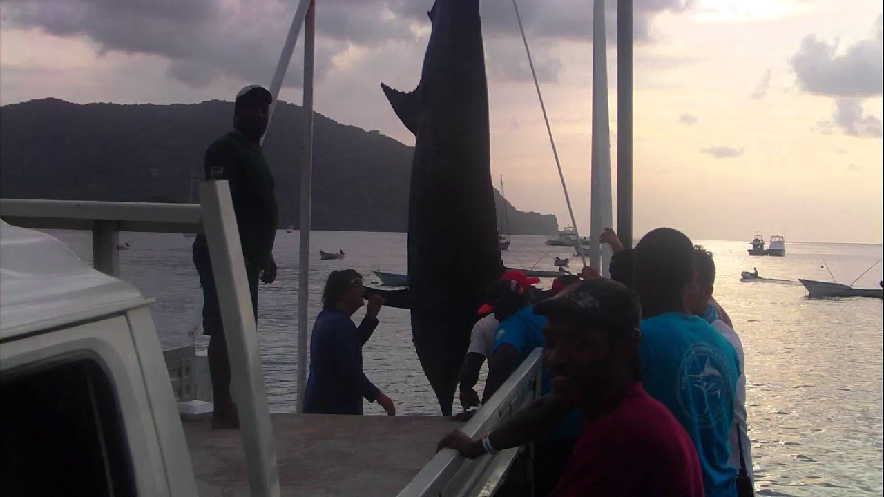 Largest Blue Marlin caught in Tobago - YouTube