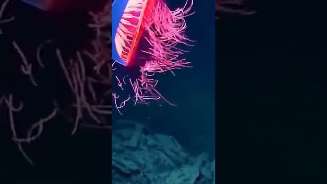 Atolla jellyfishhe jellyfish needs light to call out predators in time ...