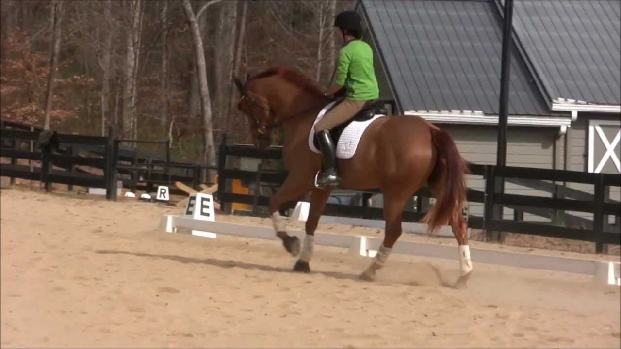 Horse Leonidas (Leo), Paula Dunson, Working Out Leo on 12-10-12 - YouTube
