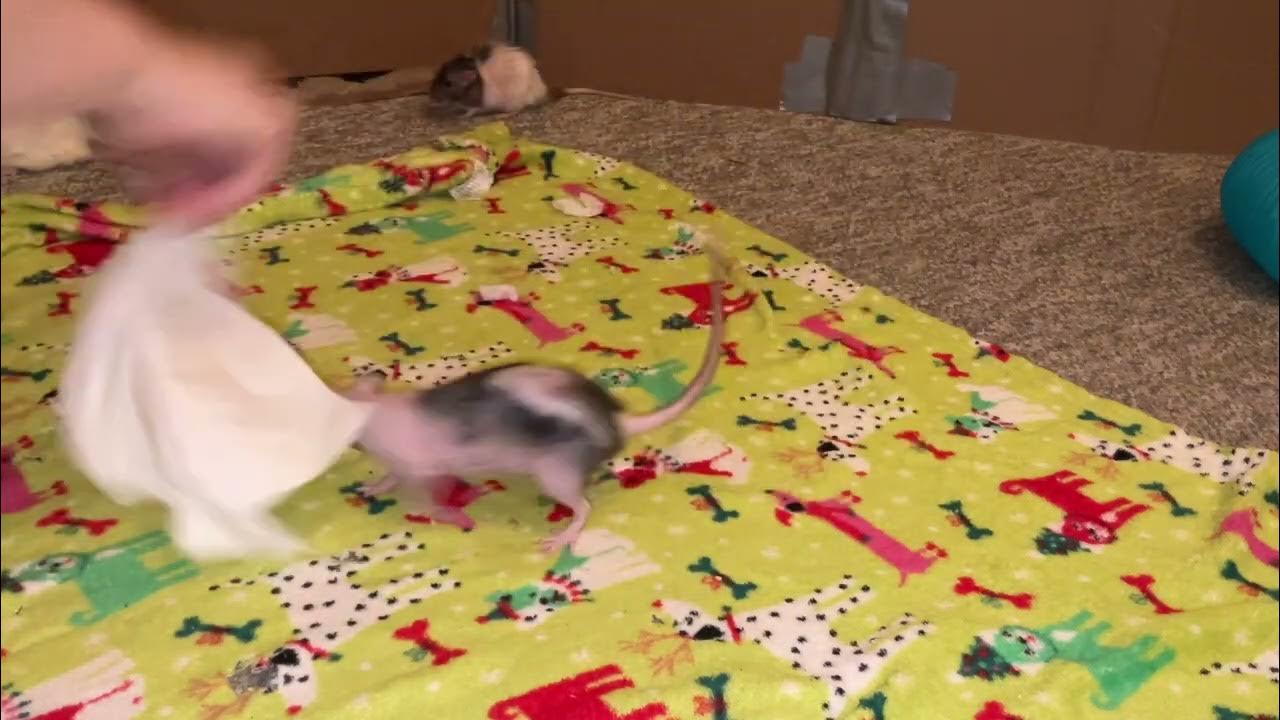 My silly pet rat Raisin playing her favorite game of "chase the tissue"! - YouTube