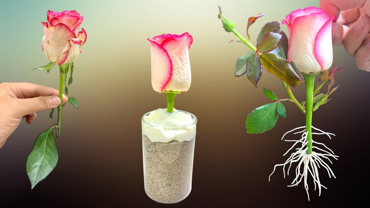 The method of propagating roses using milk is very simple and has a ...