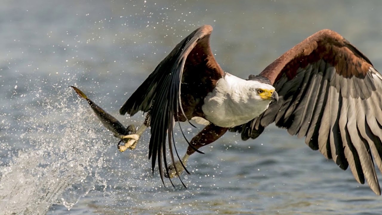 Capturing The Fish Eagle with Amos Nachoum - BigAnimals Global ...