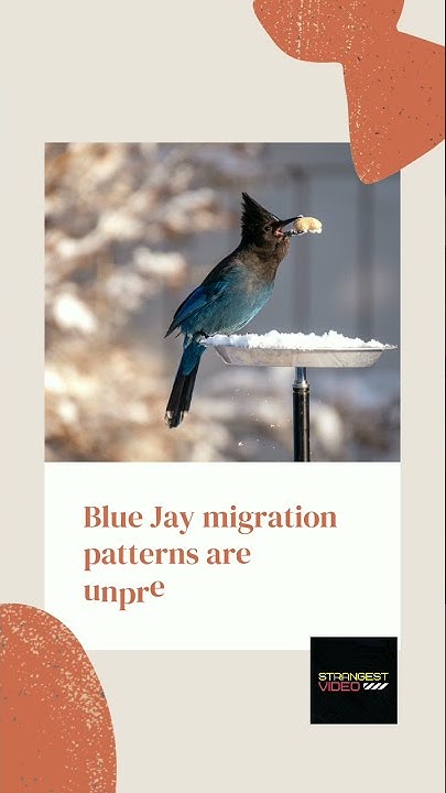 Fascinating Blue Jay Bird Facts #SHORTS - YouTube