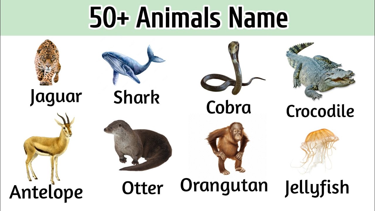 Different Types Of Animals With Pictures And Names