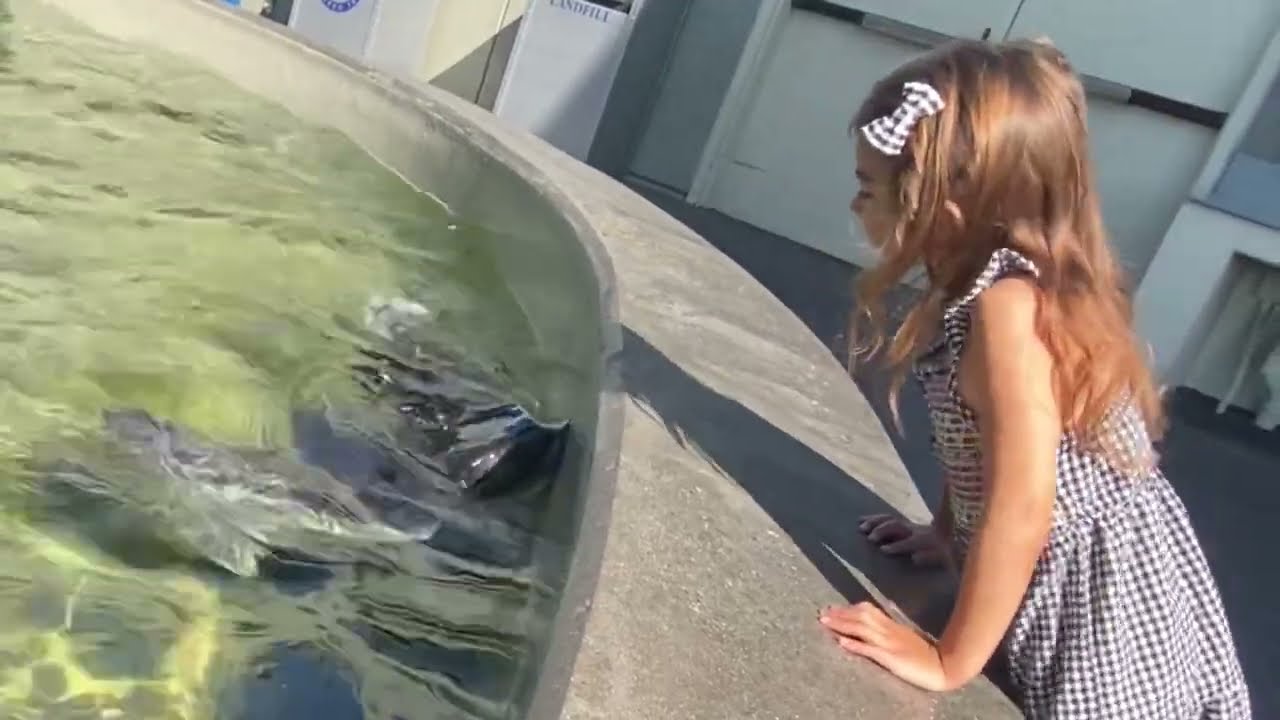 STINGRAYS ATTACK AT AQUARIUM - YouTube