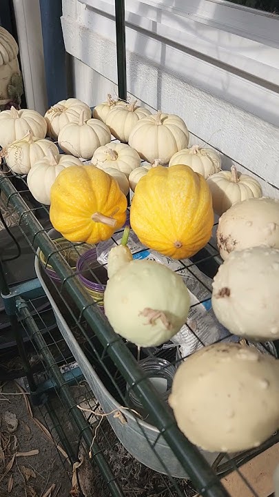 Mini Pumpkins and Gourds, Oh My! - YouTube