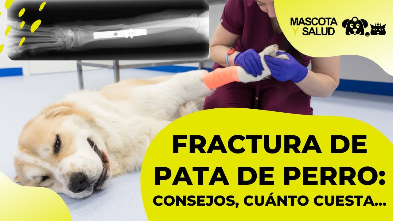 Cómo saber si mi perro se fracturó la pata | Mascota y Salud - YouTube