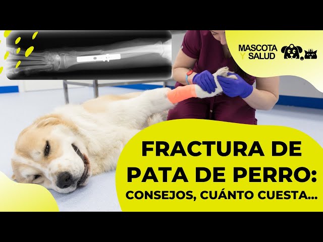 Cuanto Cuesta Arreglar La Pierna Rota De Un Perro