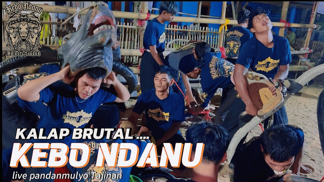 BANTENG MBEROT KALAP BRUTAL KEBO NDANU ADIPATI SRUDUK live ...