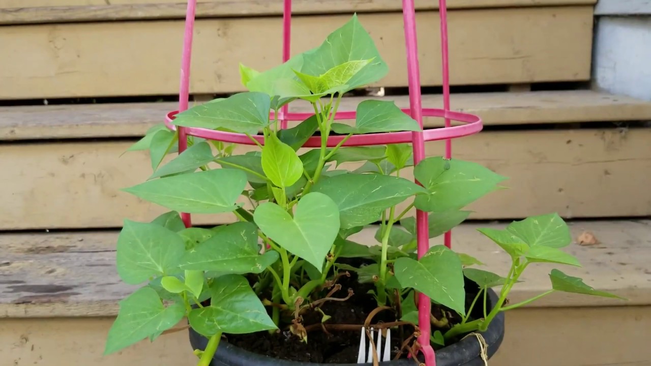 Sweetyam /Kamote planting at the pot. Gardening /NNL Lacambra. - YouTube