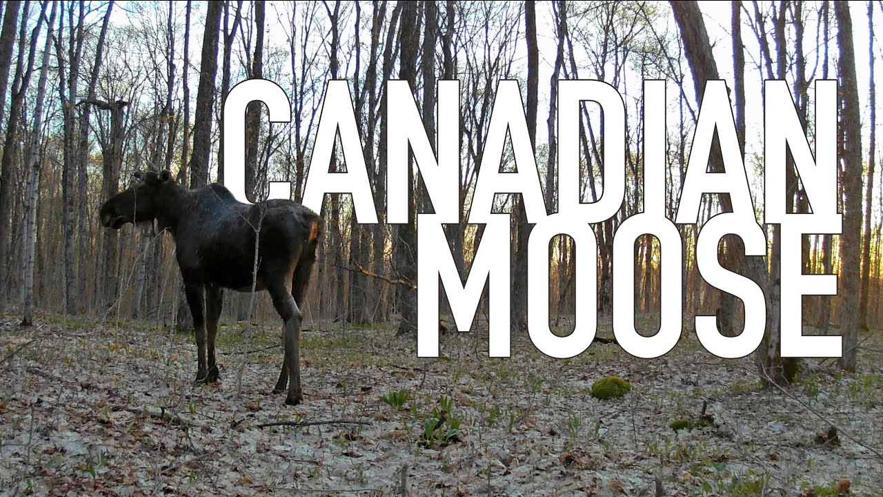 Moose of Ontario - Trail Cam Compilation - YouTube