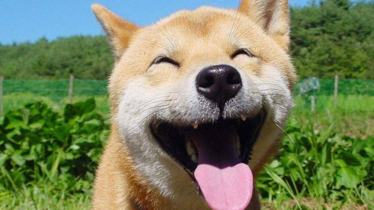 Funny and cute animals compilation V2 - YouTube