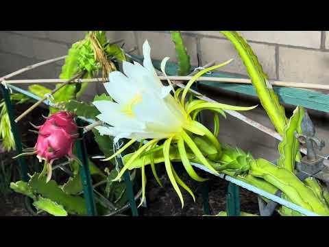 This flower only blooms at night and is rarely seen by humans. 