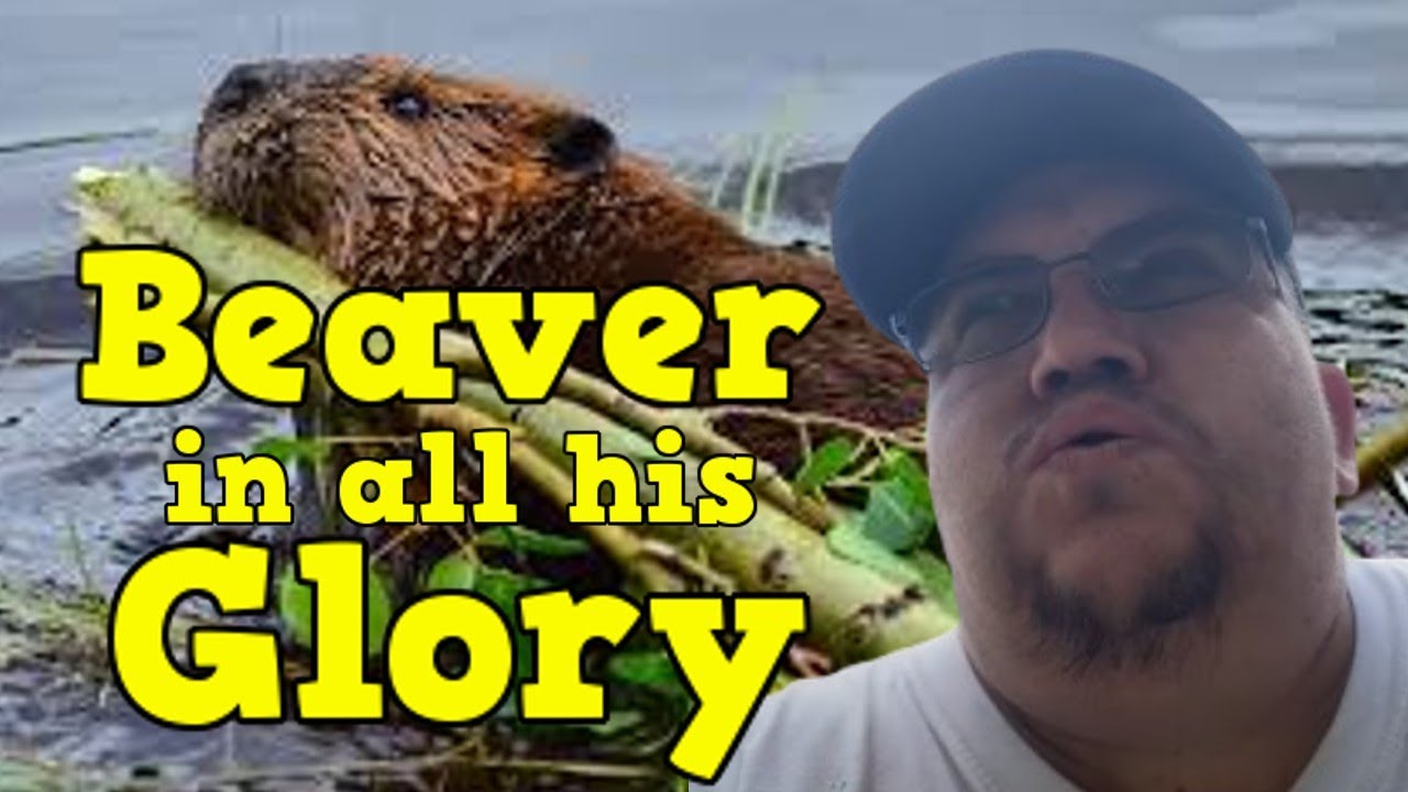 Beaver in all his Glory - YouTube