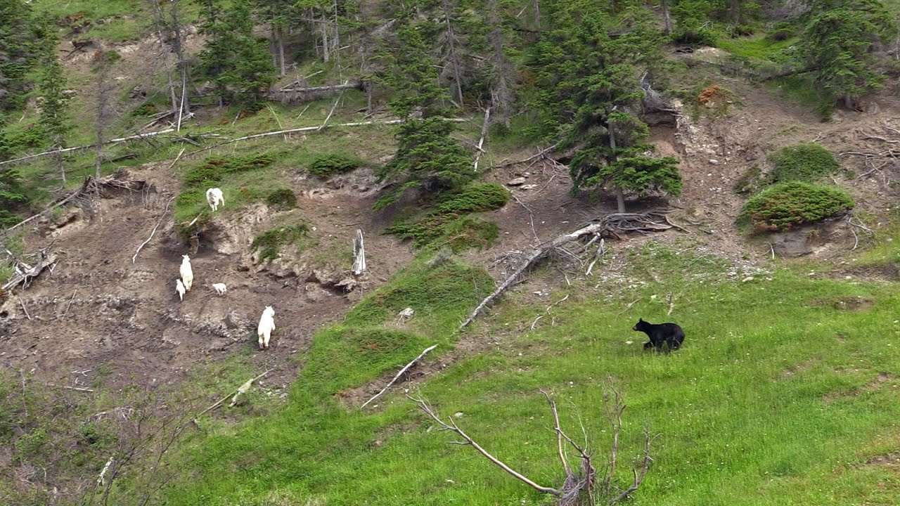 Bear Tries His Luck with Mountain Goats - YouTube