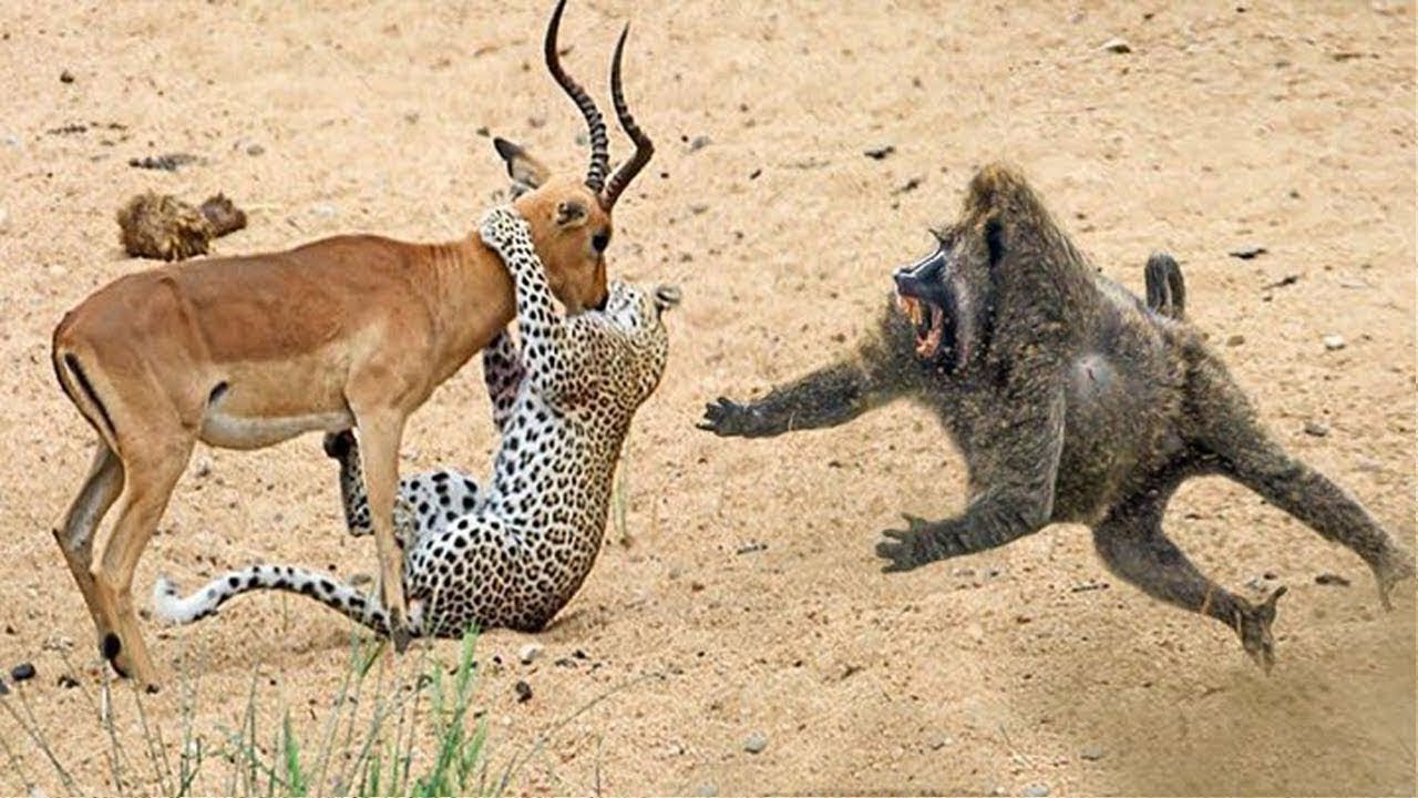Hero Baboons Rescue Gazelle from Cheetah Amazing Footage - YouTube