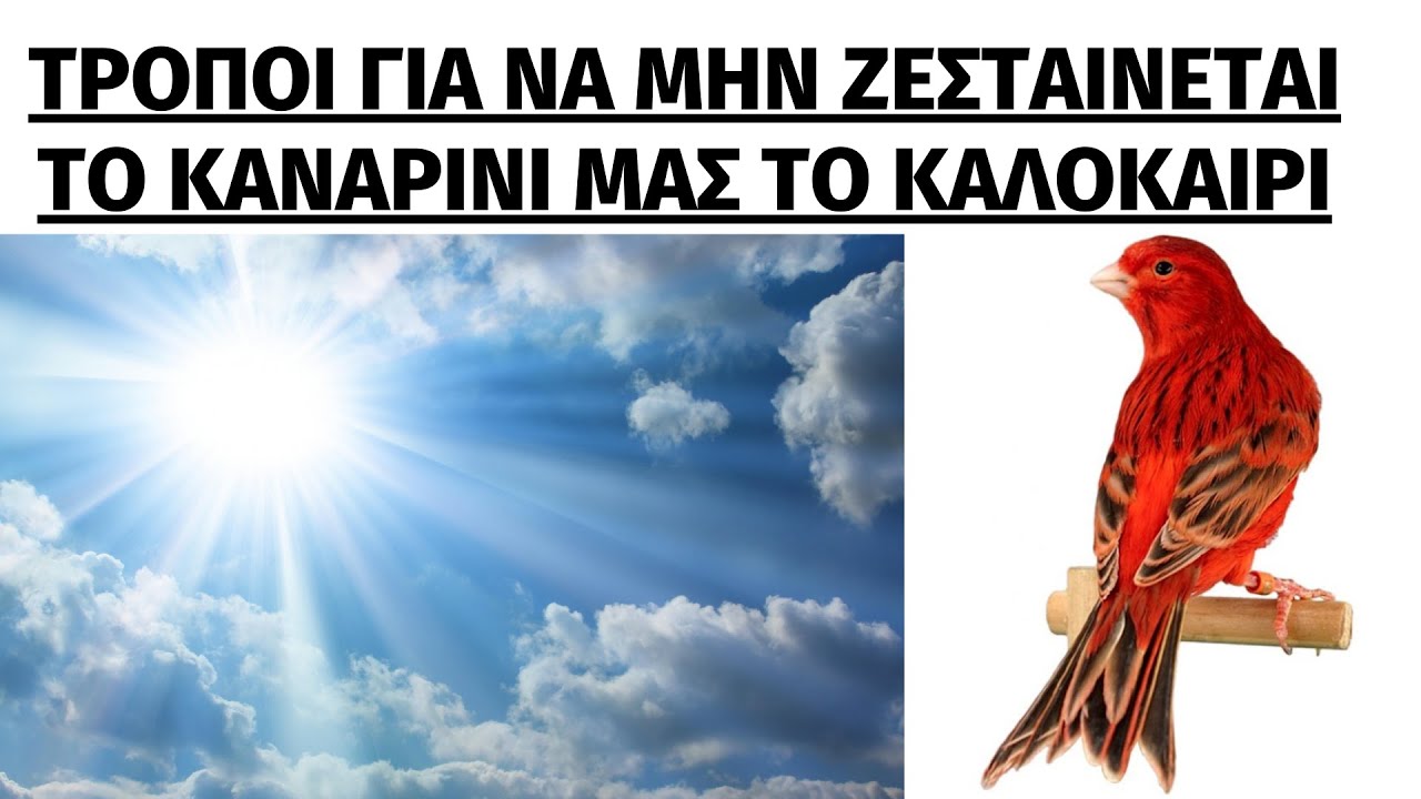 ΤΡΟΠΟΙ ΓΙΑ ΝΑ ΜΗΝ ΖΕΣΤΑΙΝΕΤΑΙ ΤΟ ΚΑΝΑΡΙΝΙ ΜΑΣ ΤΟ ΚΑΛΟΚΑΙΡΙ - YouTube