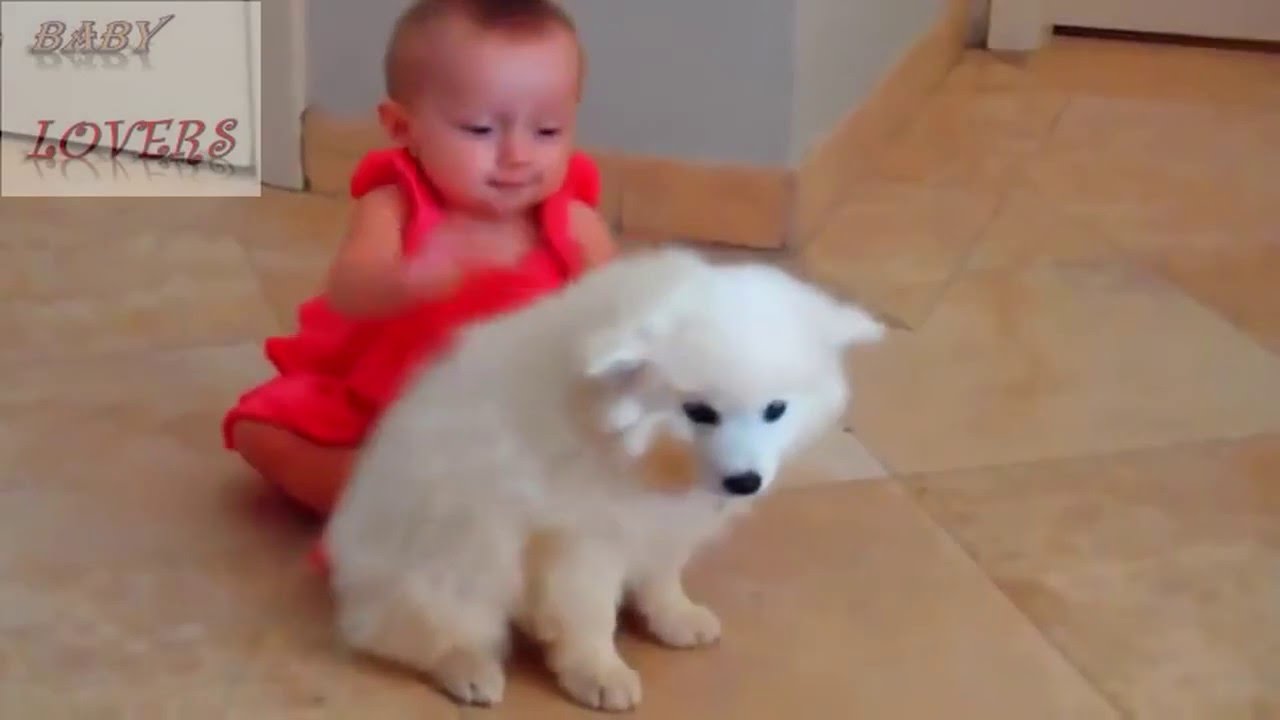 Puppies and Babies Playing Together - YouTube