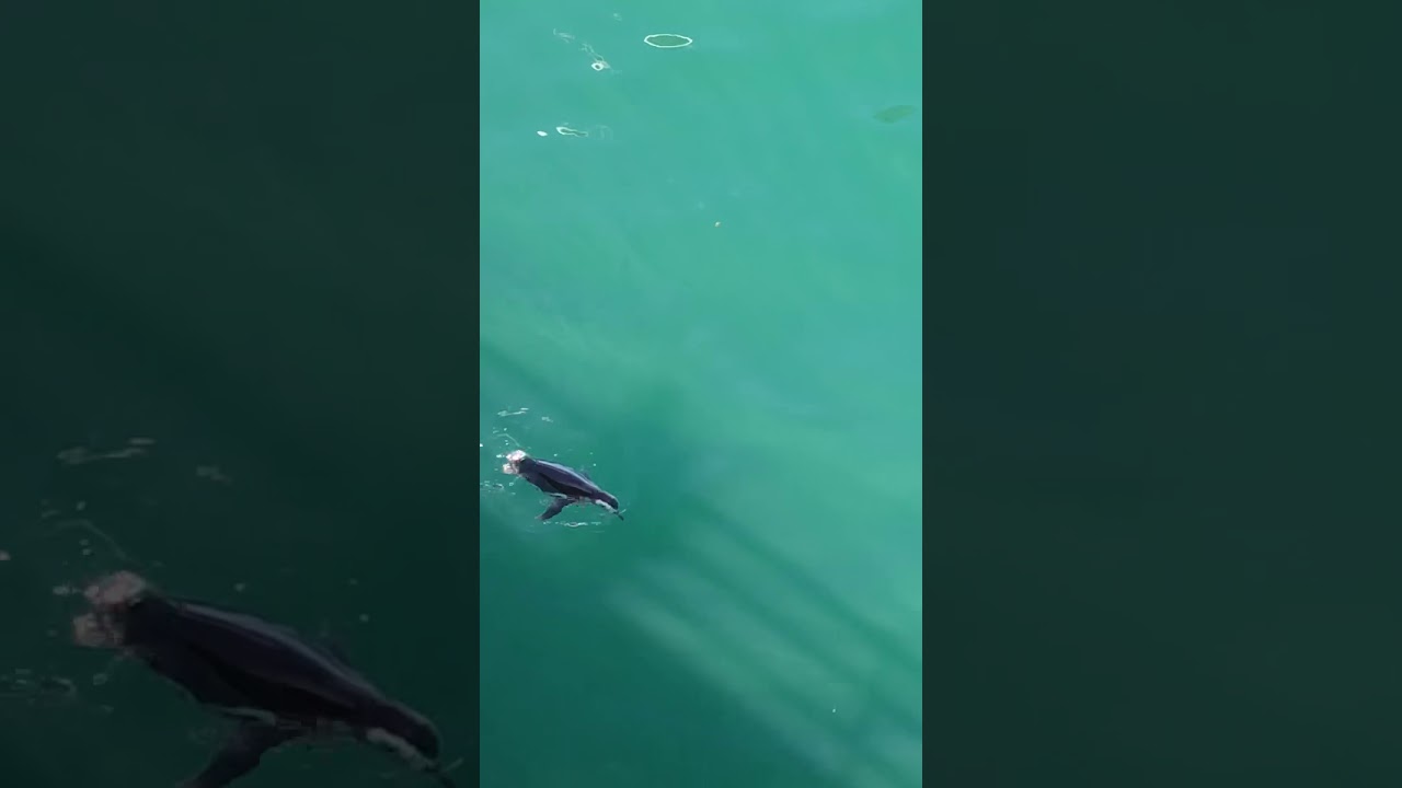 Floating penguin - YouTube