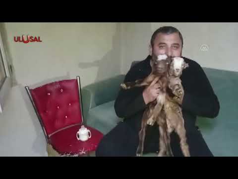 Anneleri ölen ikiz keçilere hayvan sevgisi yürekleri ısıttı