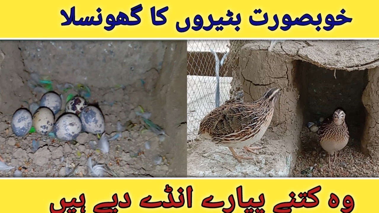 Beautiful Quail Nest | Quail Farming | Quail Farming in Pakistan ...