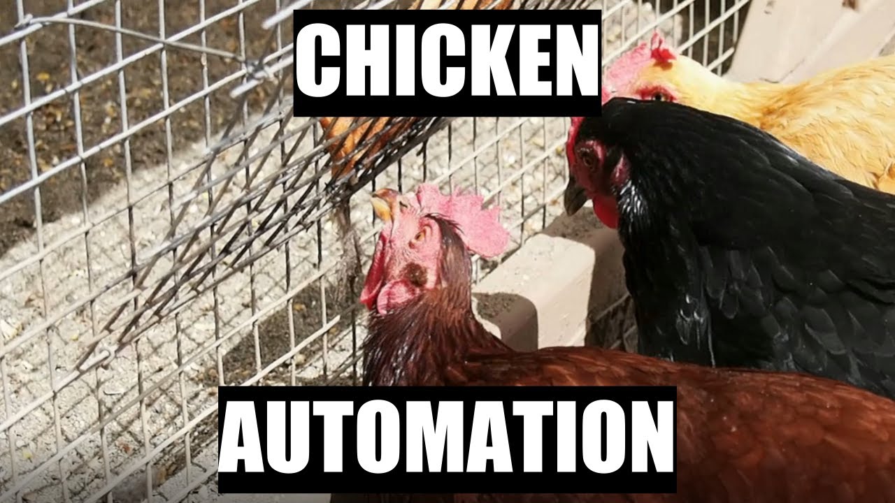 Automating My Chickens Youtube