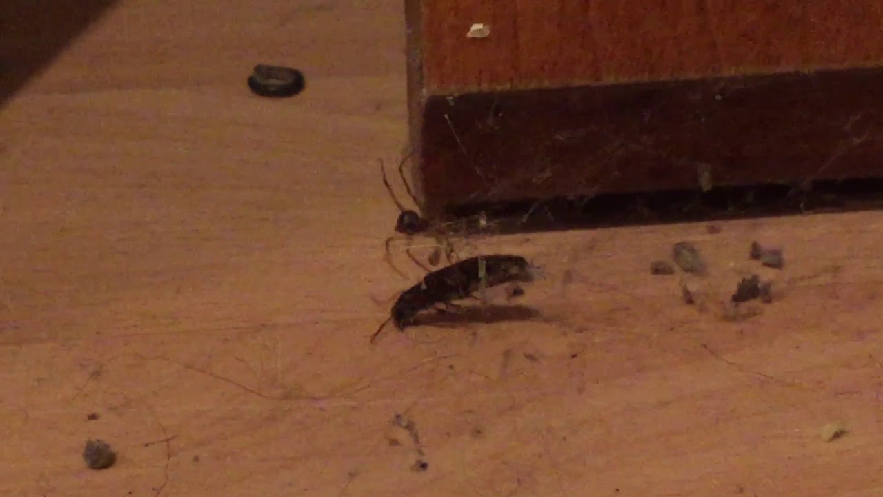 Spider vs Cockroach - round 1 - YouTube