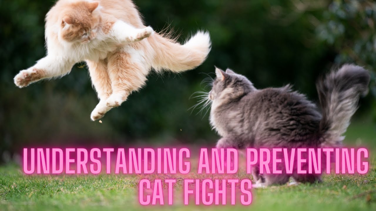 Understanding and Preventing Cat Fights - YouTube